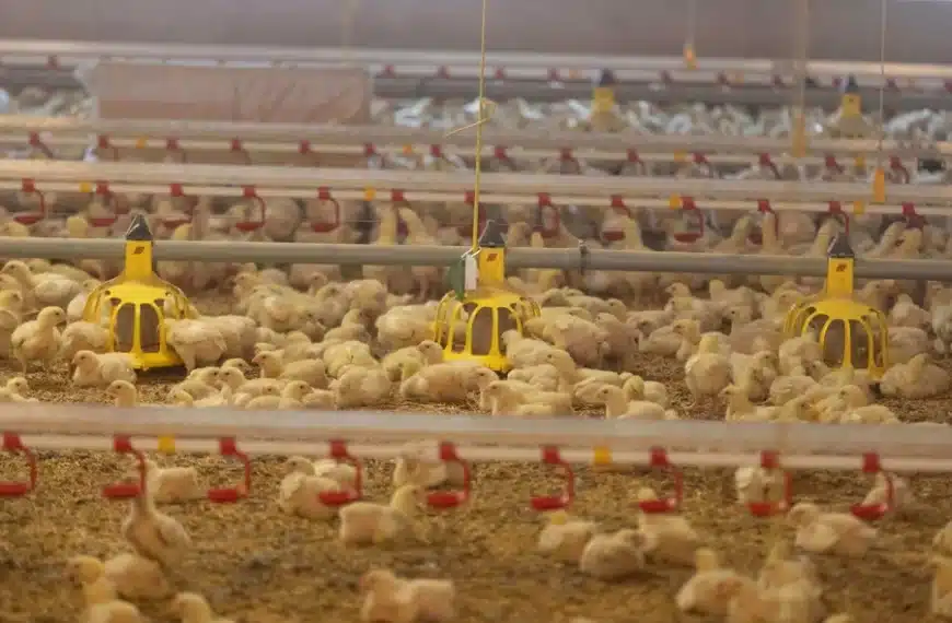 Poultry Farming: Smart Solutions to Boost Flock Health