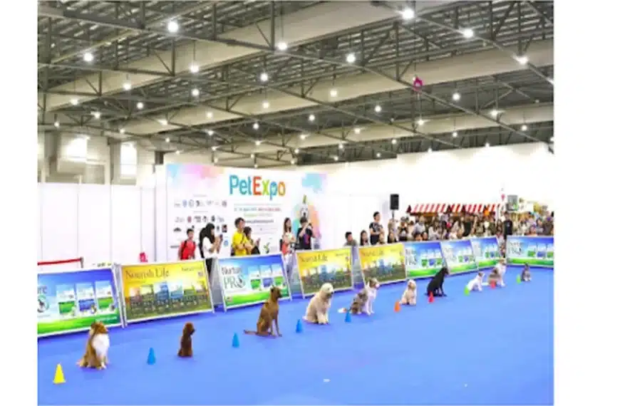 Waggie Dog Training School: A Leading Choice for Canine Training in ...