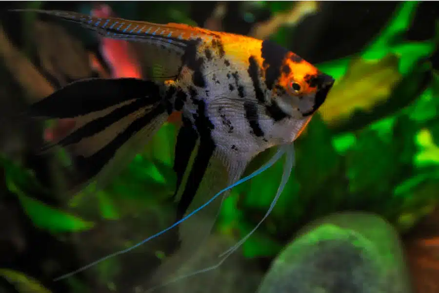 Discover the Beauty of Wild Betta Fish: A Comprehensive Guide for Hobbyists